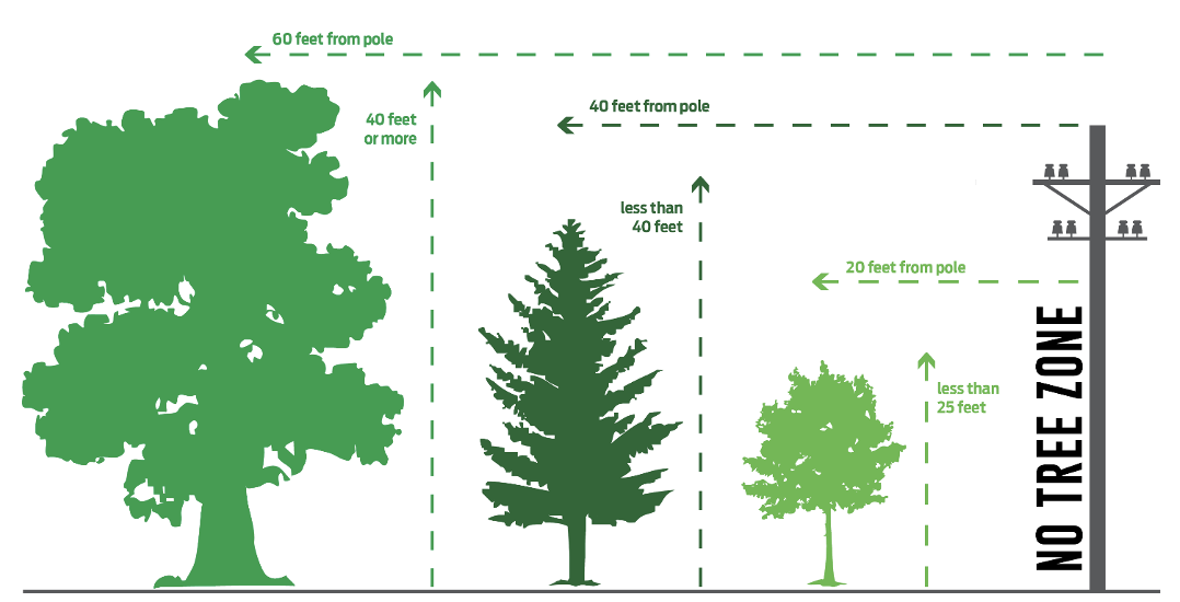 Planting & trimming trees near power lines - Conway Corp